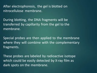 blooting image.pptx | Biological Sciences | Science