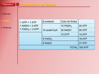 Biología PAU. Metabolismo. Catabolismo. ESP | PDF