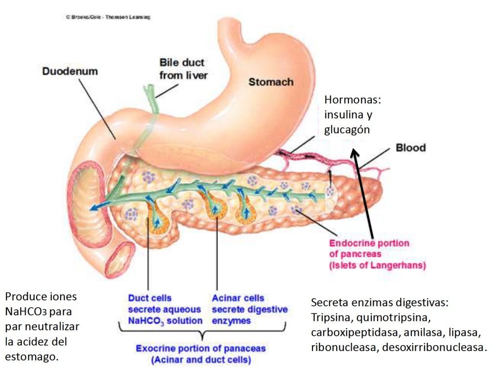 Bloque ii digestion y aparato digestivo 2016