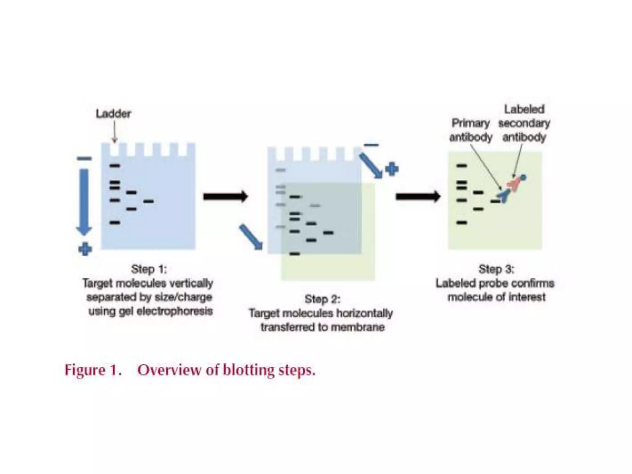 Blotting Technique | PPTX