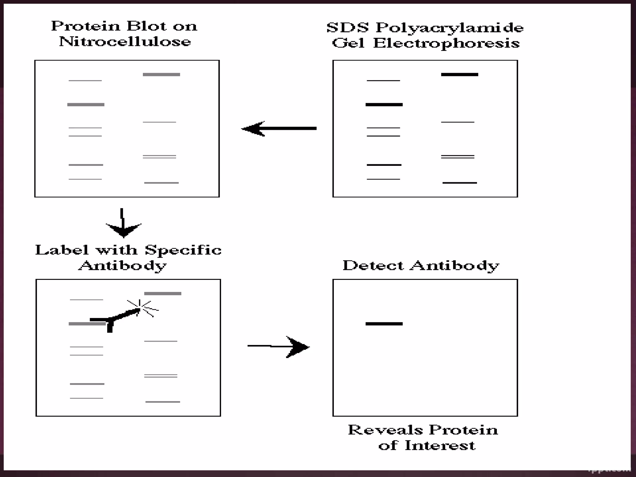 Blotting (Southern, Northern and Eastern) | PPTX