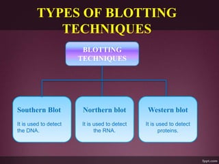 Blotting (Southern, Northern and Eastern) | PPTX
