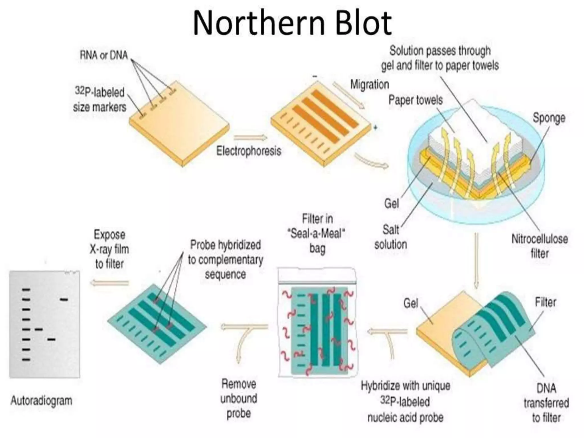 Blotting techniques | PPT