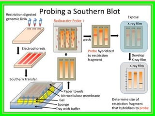 Blotting techniques | PPT