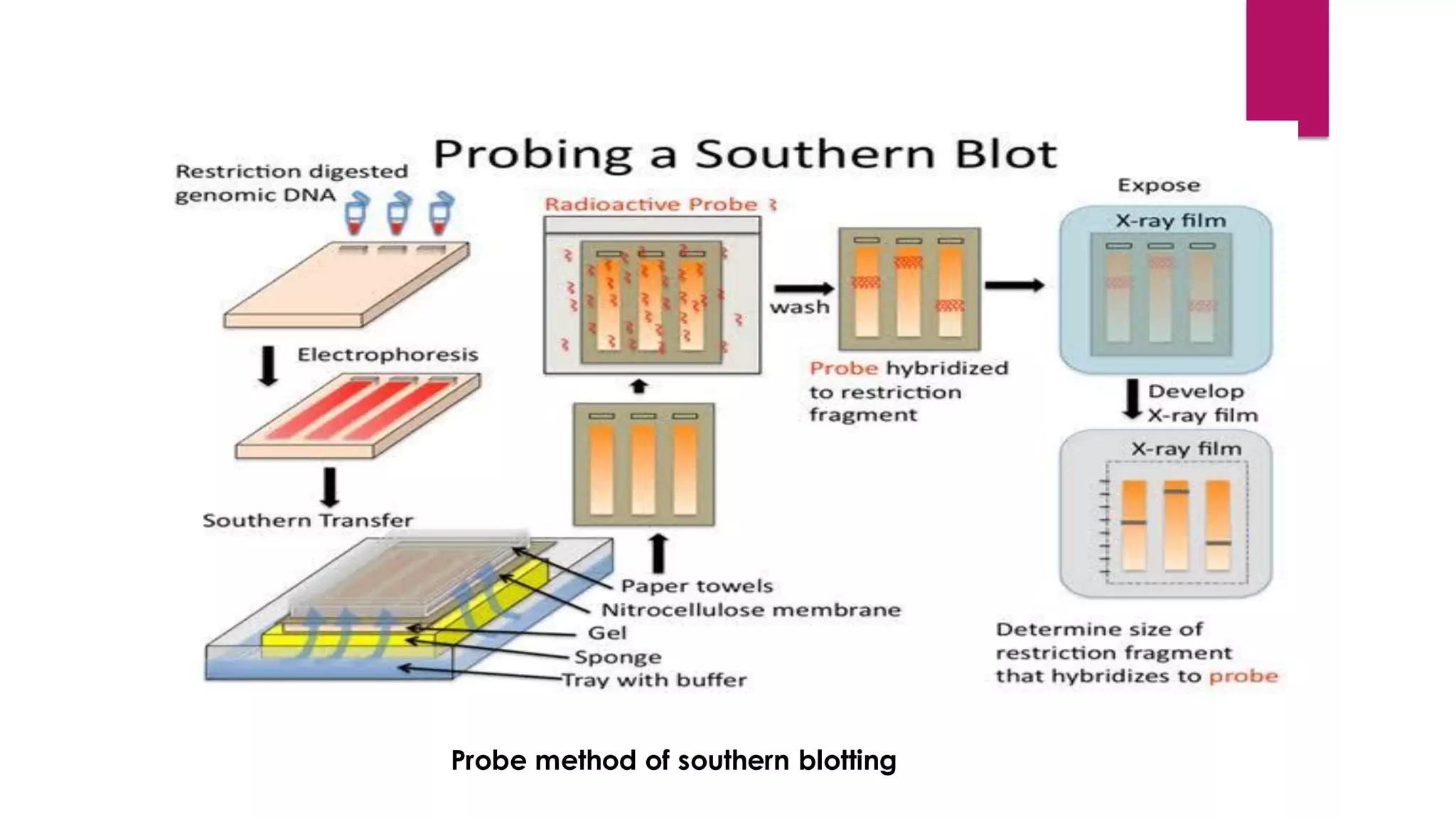 Blotting and its type | PDF