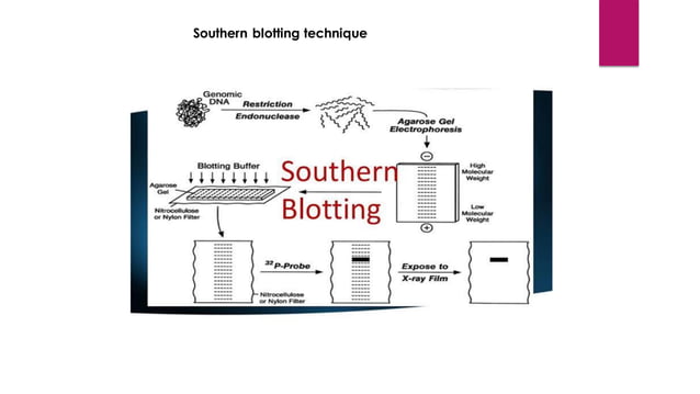 Blotting and its type | PPT