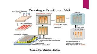 Blotting and its type | PDF