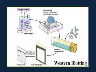 Blotting | PPT