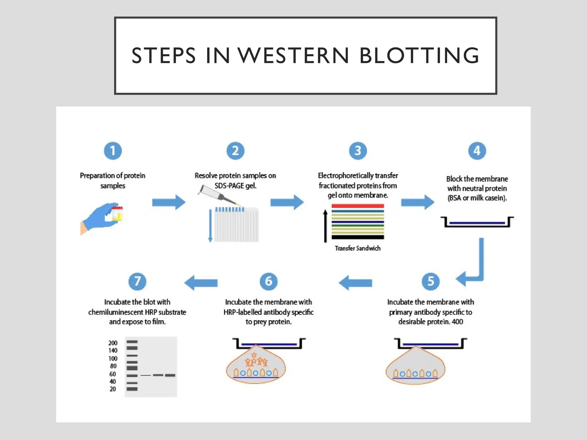 various blotting techniques in biochemistry | PPTX