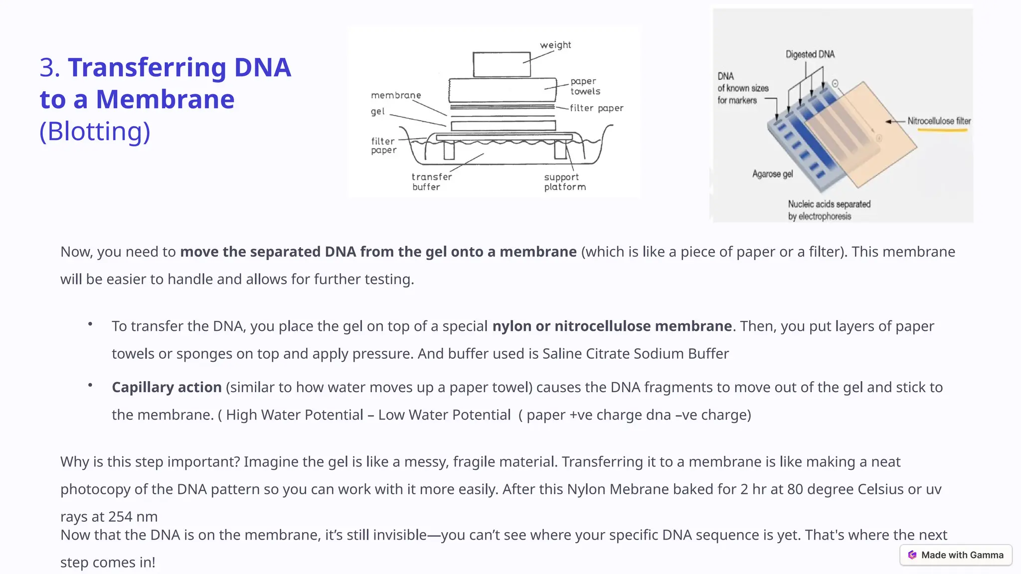 Western and Southern blotting Easy Language Biotechnology 6th Sem | PPTX