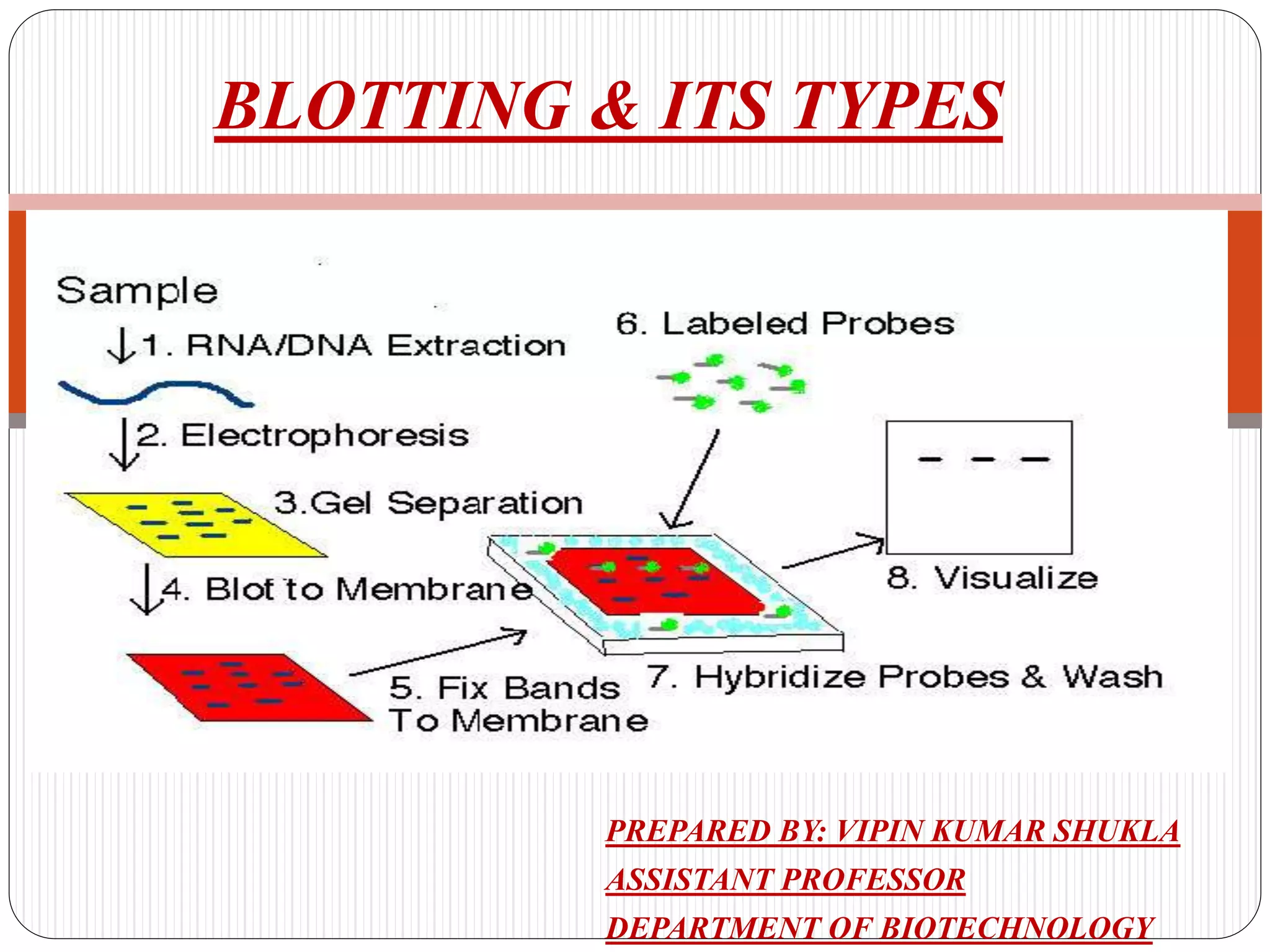 Blotting & its types | PPTX
