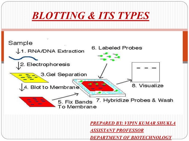 Blotting & its types | PPTX | Chemistry | Science