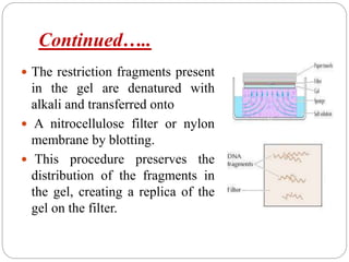Blotting & its types | PPTX