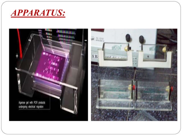Blotting & its types | PPTX | Chemistry | Science