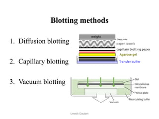 Southern, Northern and Western Blotting methods in genetic Engineering ...