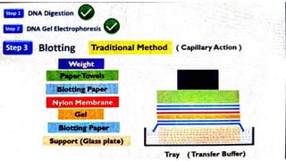 Blotting techniques and its types with applications.pptx