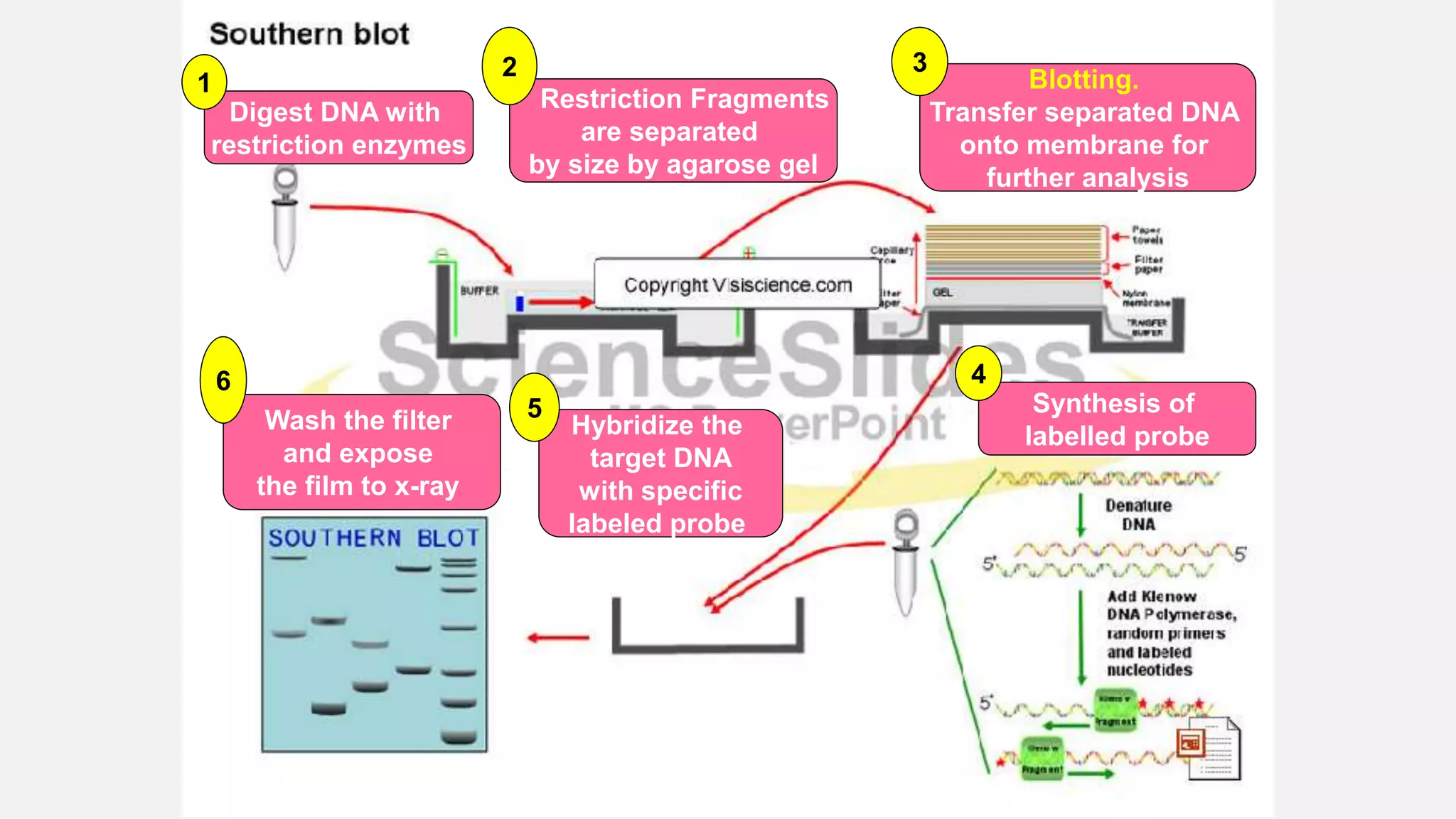 Blotting technique | PPTX