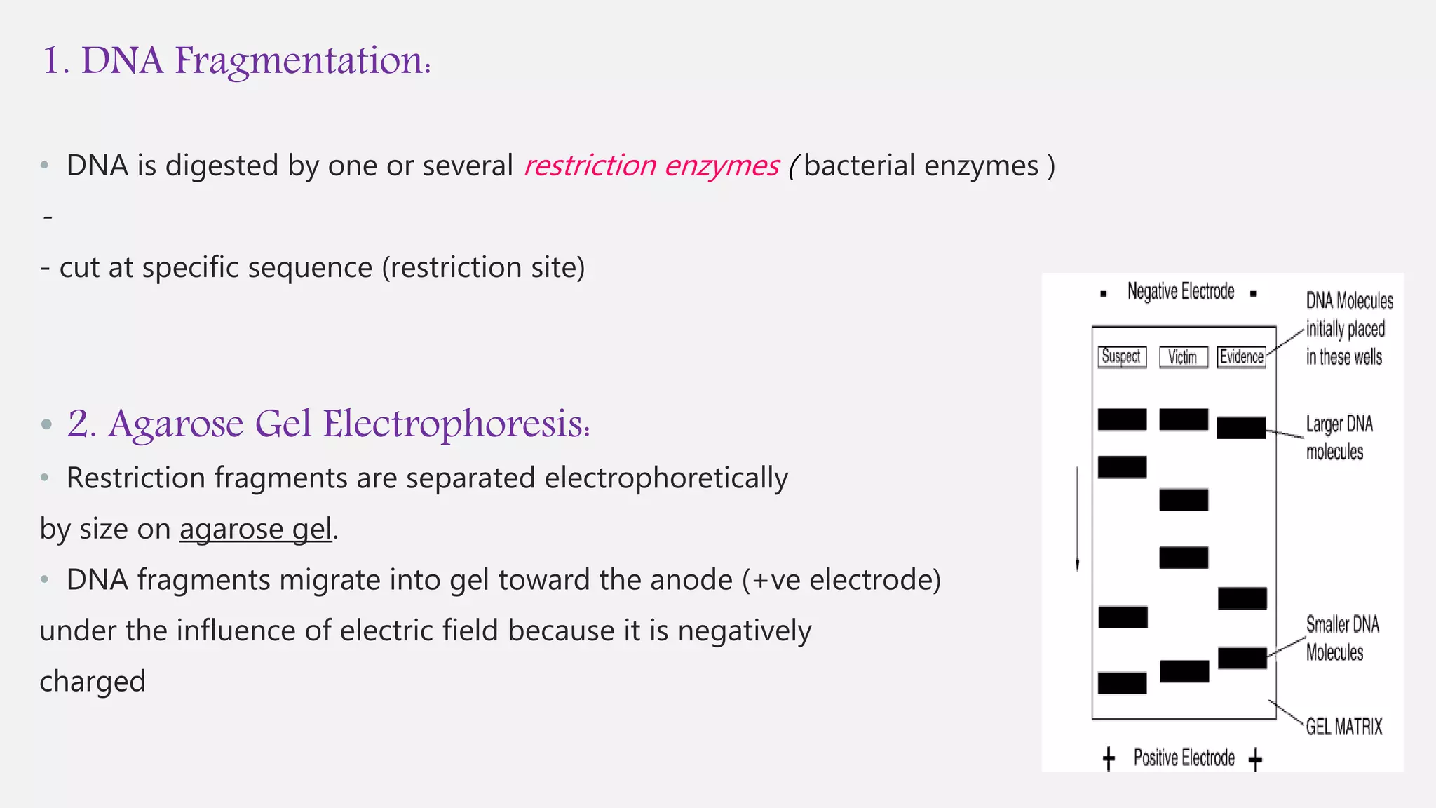 Blotting technique | PPTX