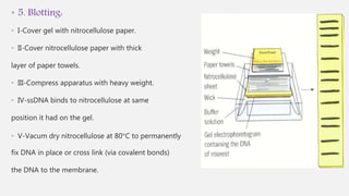 Blotting technique | PPTX