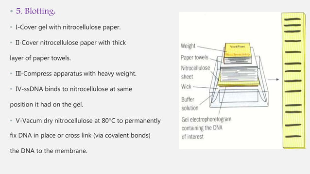 Blotting technique | PPT