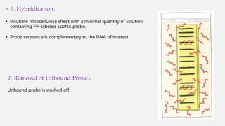 Blotting technique | PPT