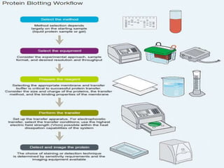 Blotting technique | PPT