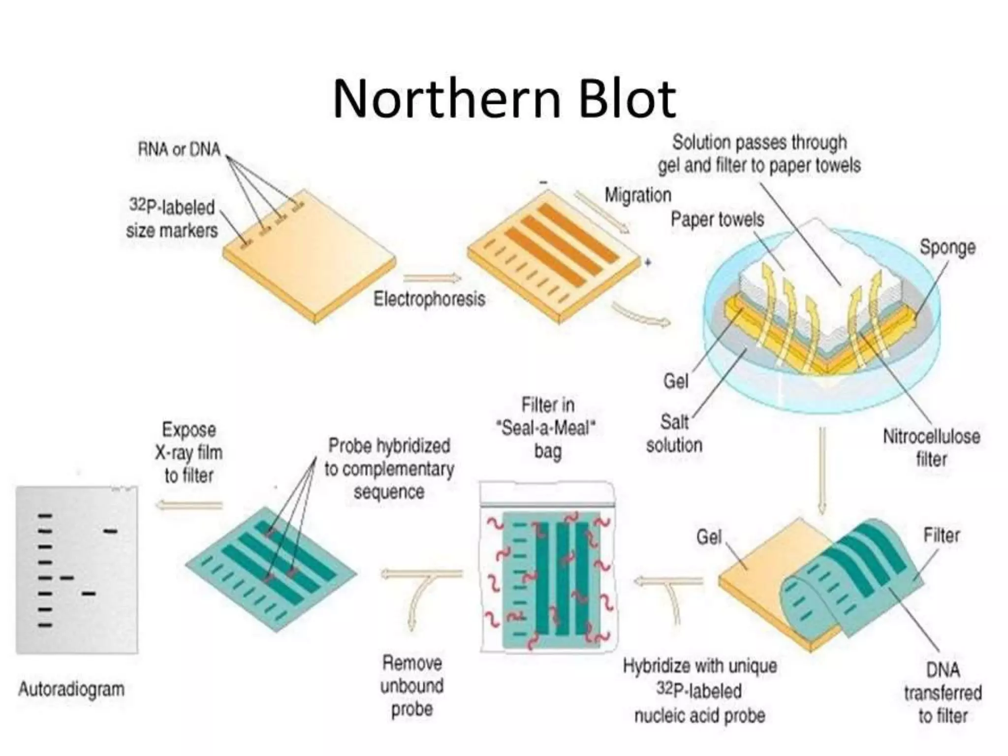 Blotting technique including Southern , Northern and Western blotting | PPTX
