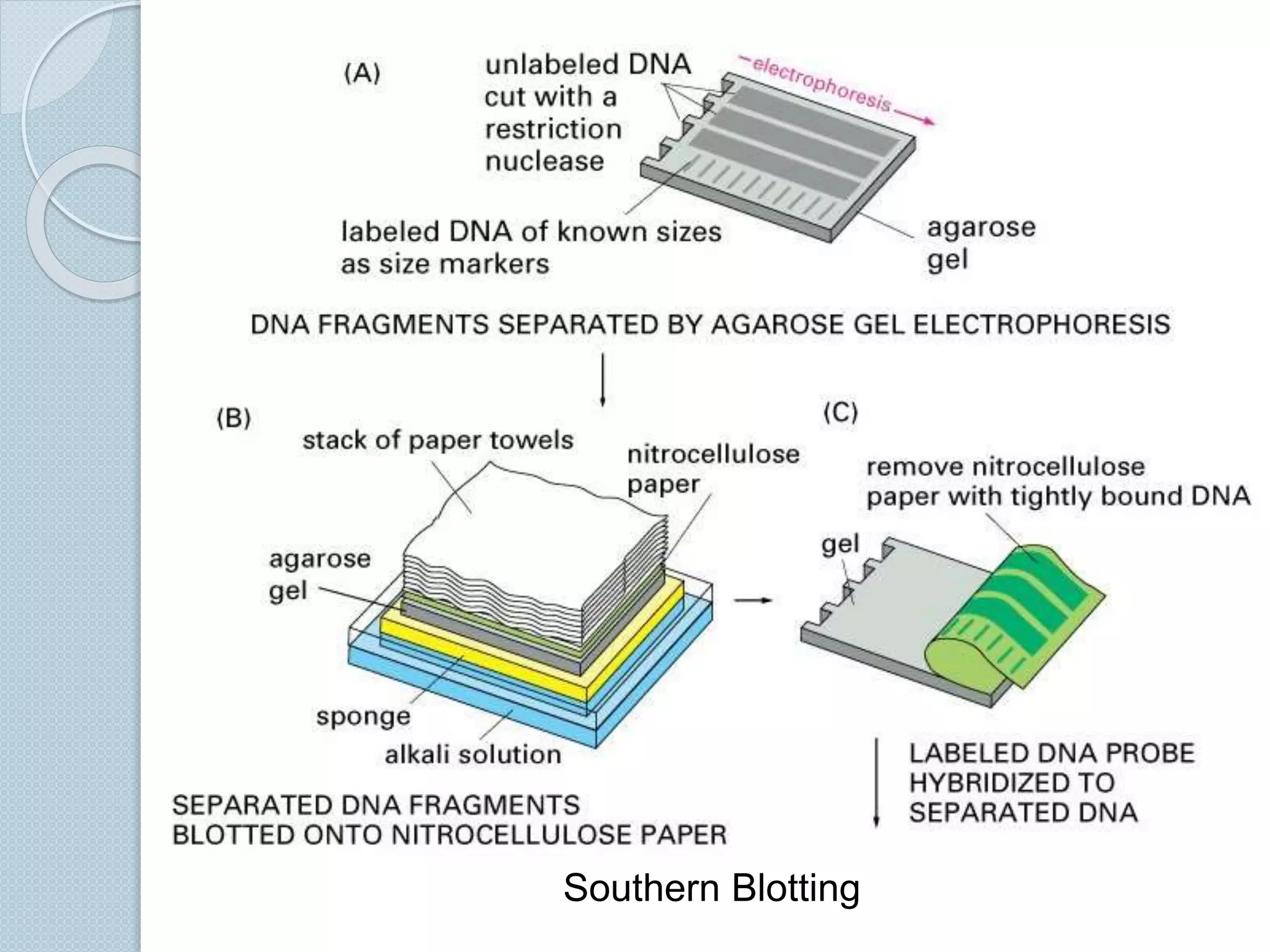 Blotting technique including Southern , Northern and Western blotting ...