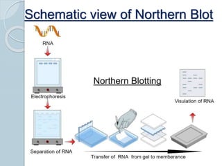 Blotting technique including Southern , Northern and Western blotting ...