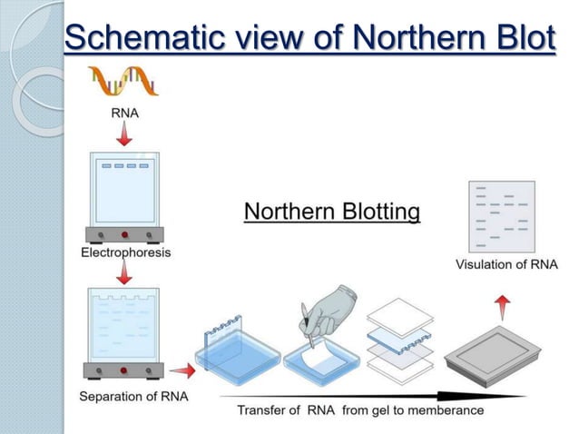 Blotting technique including Southern , Northern and Western blotting ...