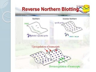 Blotting technique including Southern , Northern and Western blotting ...