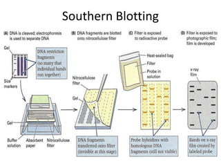 Blotting technique including Southern , Northern and Western blotting | PPTX | Chemistry | Science
