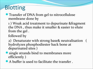 Blotting techniques | PPT
