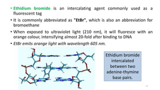 Blotting techniques | PPTX