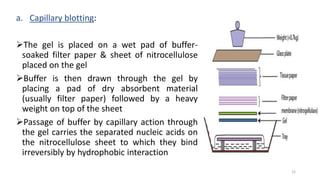 Blotting techniques | PPTX