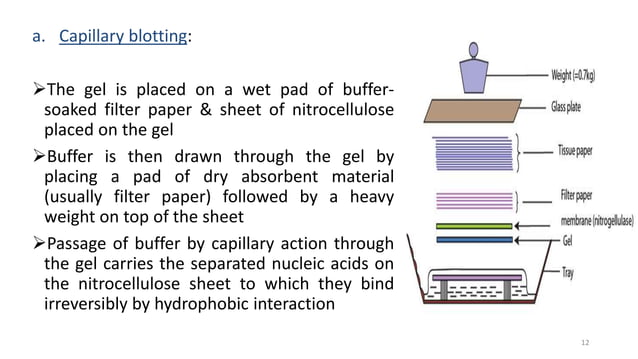 Blotting techniques | PPTX | Chemistry | Science