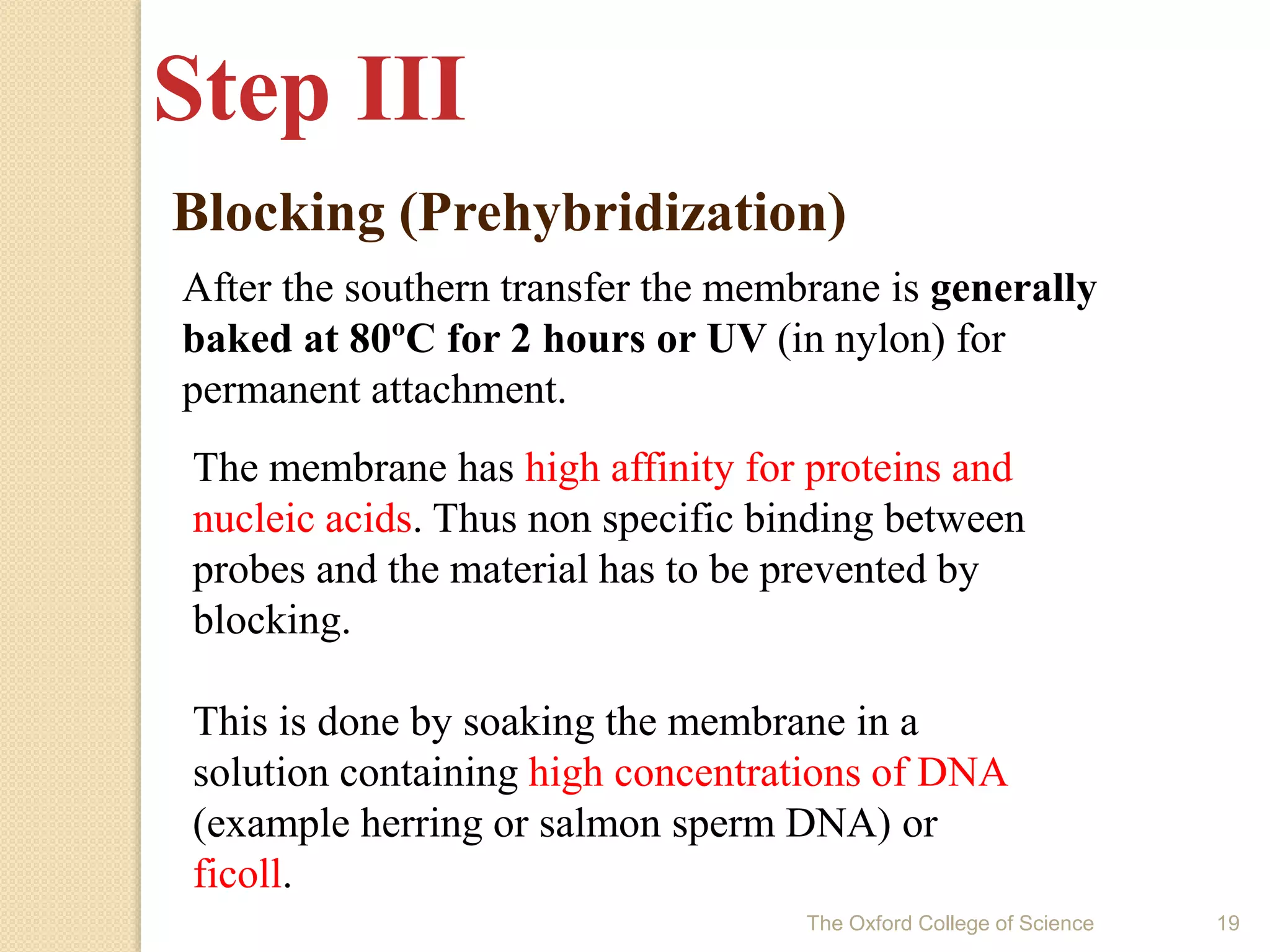 Blotting techniques | PPTX