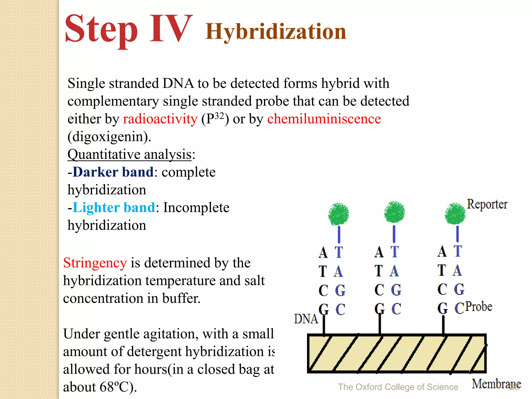 Blotting techniques | PPTX