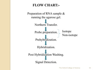 Western Blotting Flow Chart