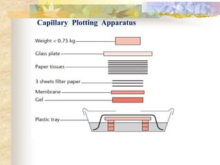 Blotting techniques | PPT