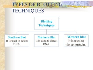 Blotting techniques | PPT