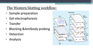 Blotting techniques | PPTX