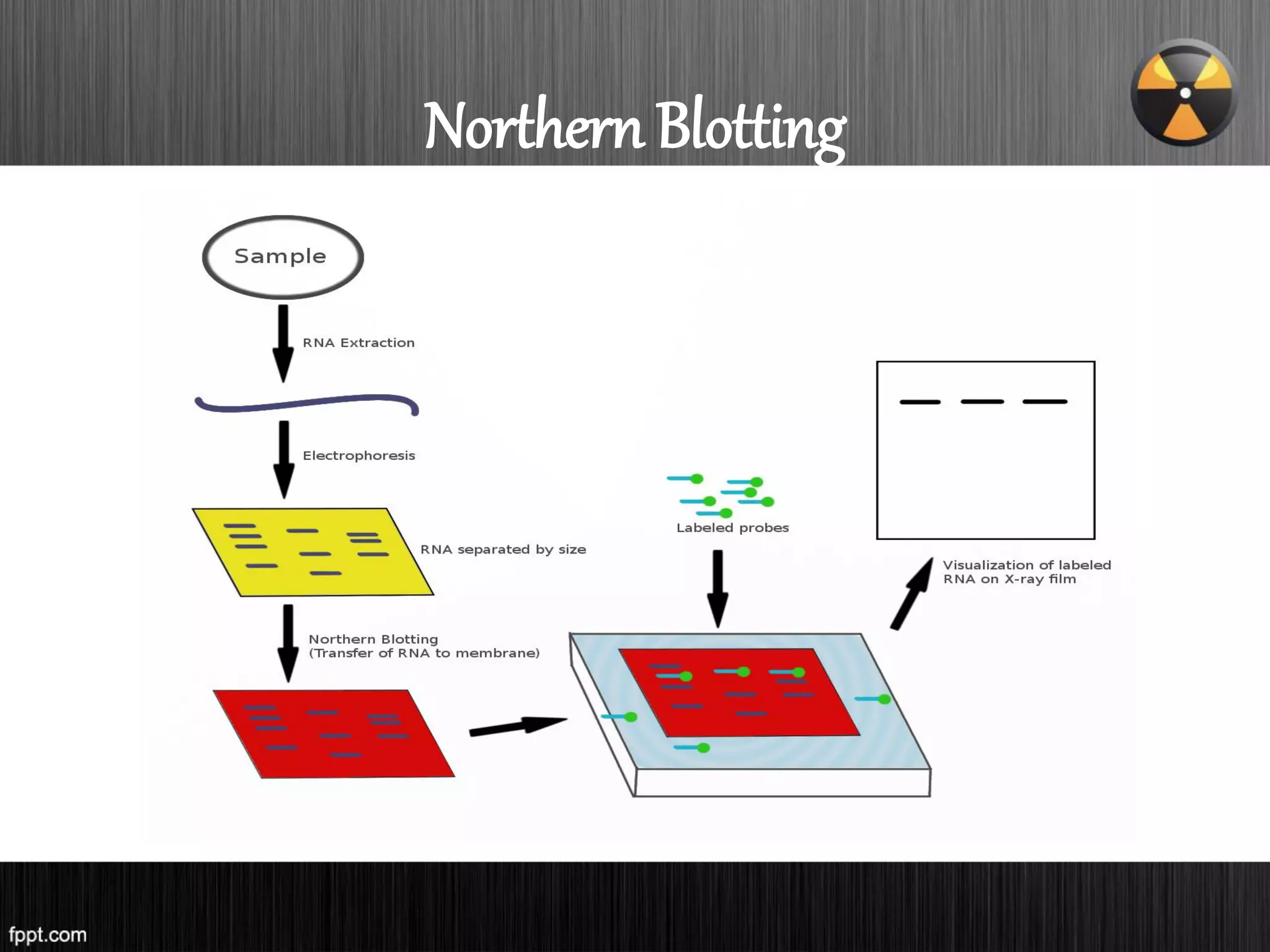 Blotting techniques | PDF