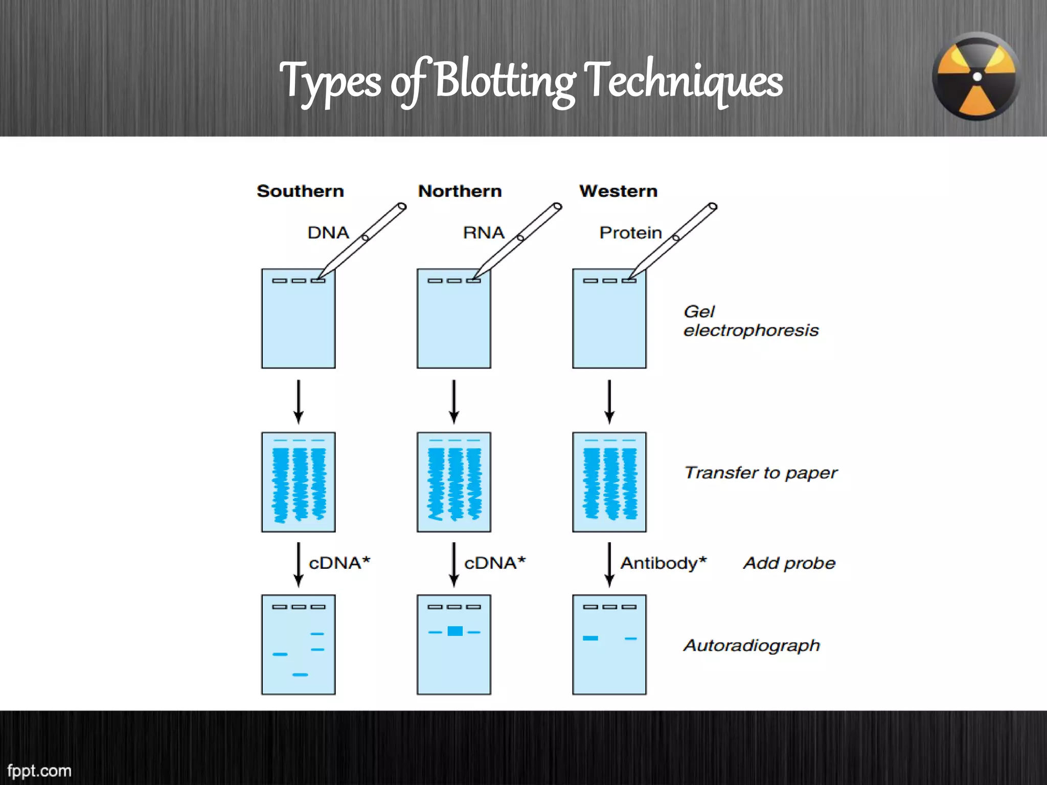 Blotting techniques | PPT