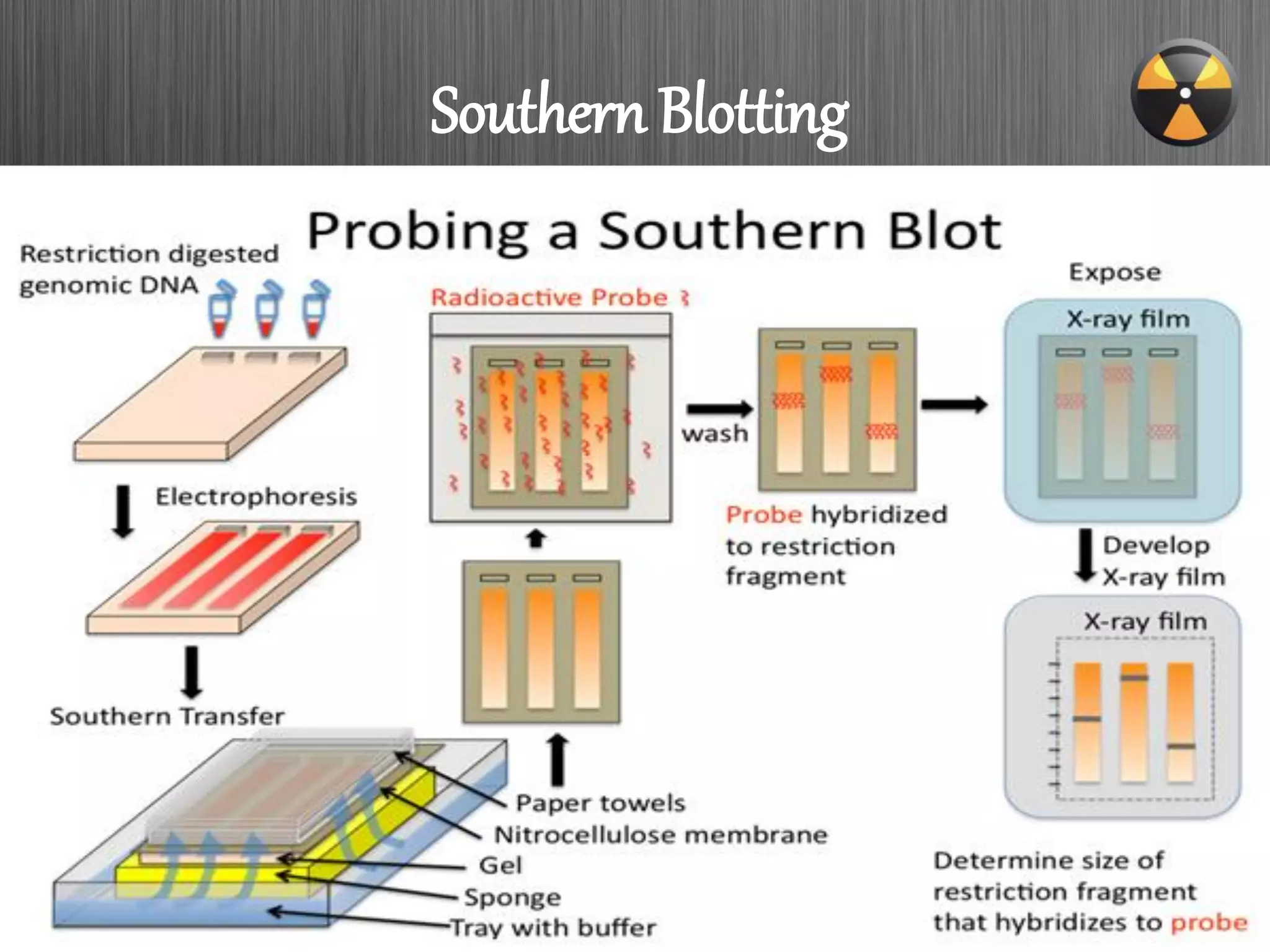 Blotting techniques | PDF