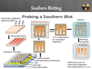 Blotting techniques | PDF