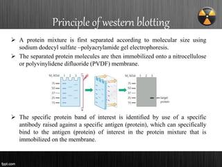 Blotting techniques | PPT