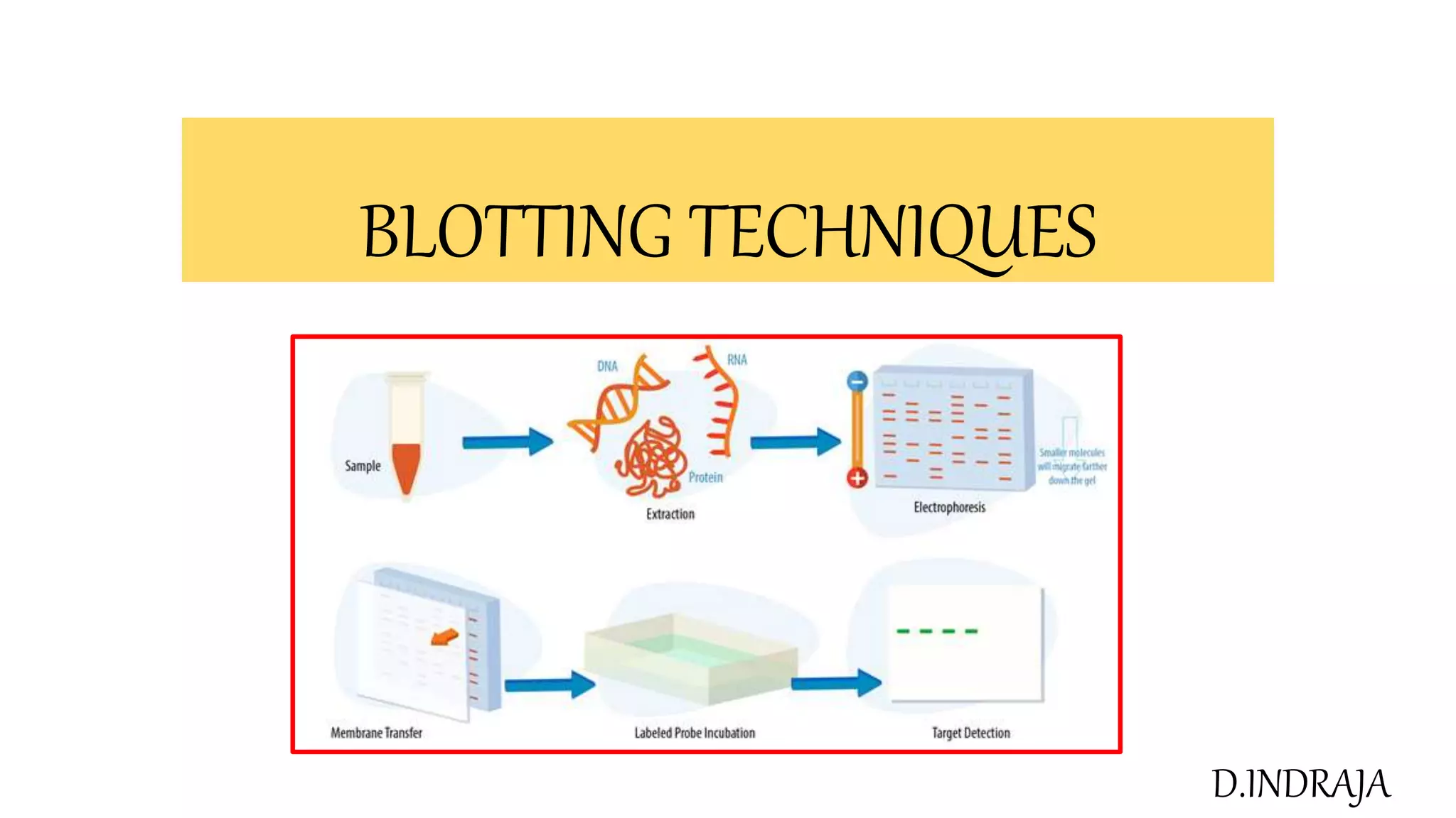 Blotting techniques | PPTX