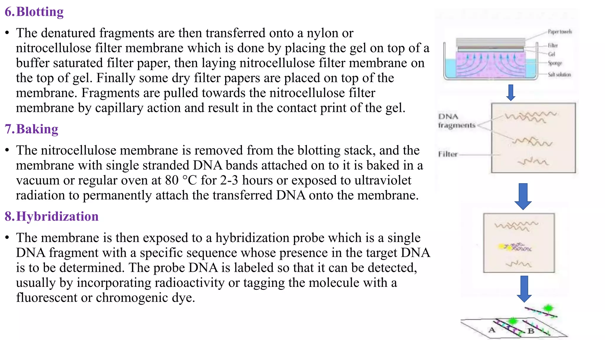 Blotting techniques | PPTX
