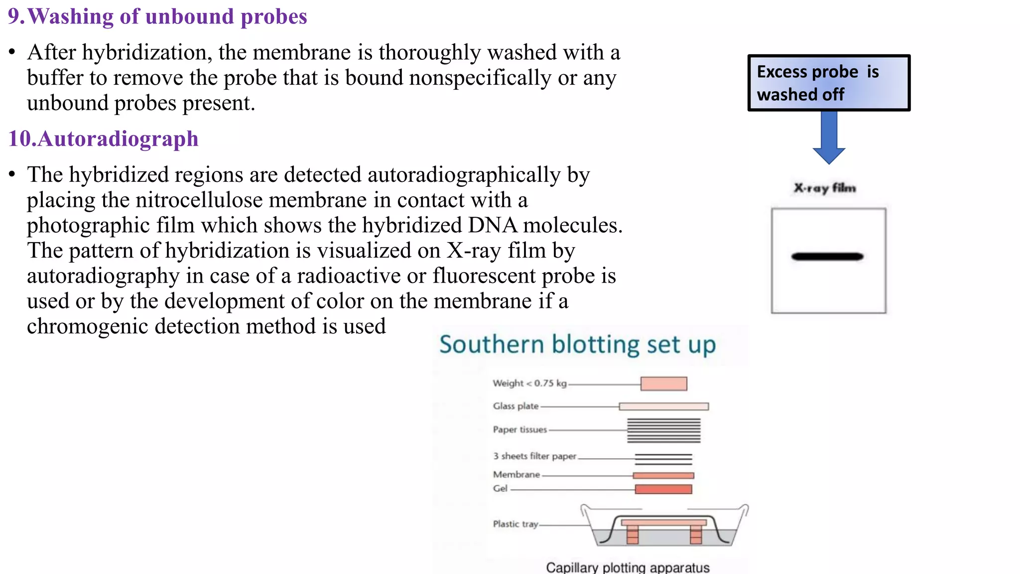Blotting techniques | PPTX